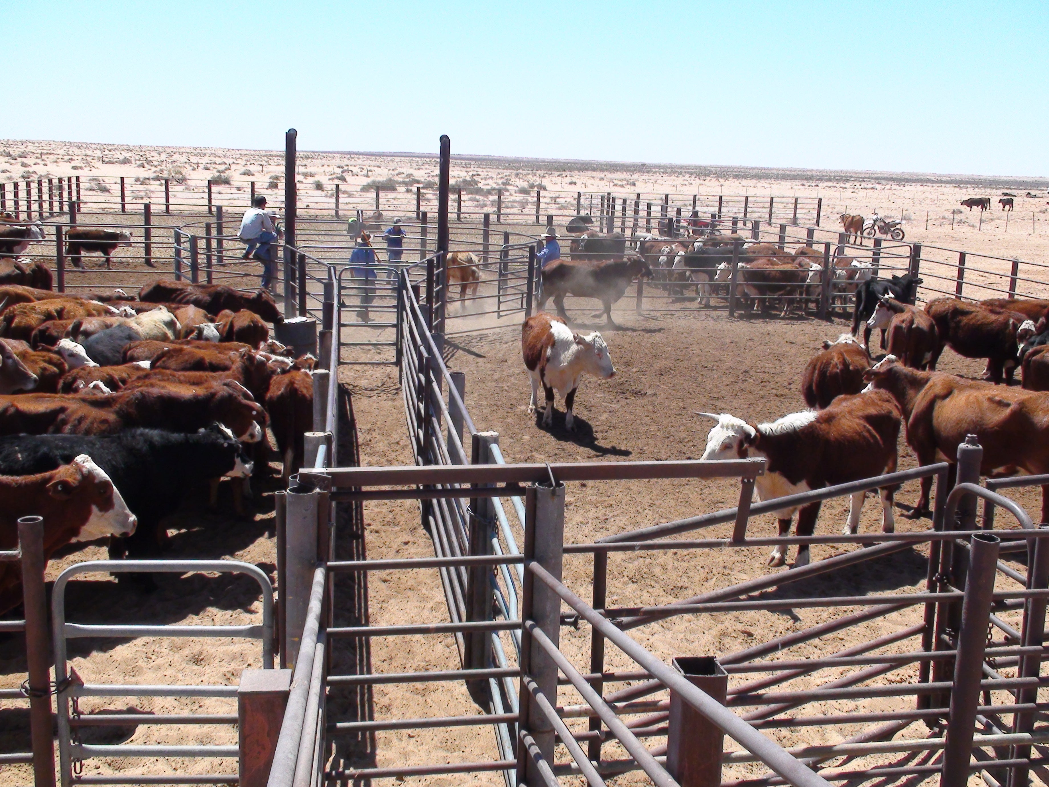 Kembla Station – STOCKMAN N CO