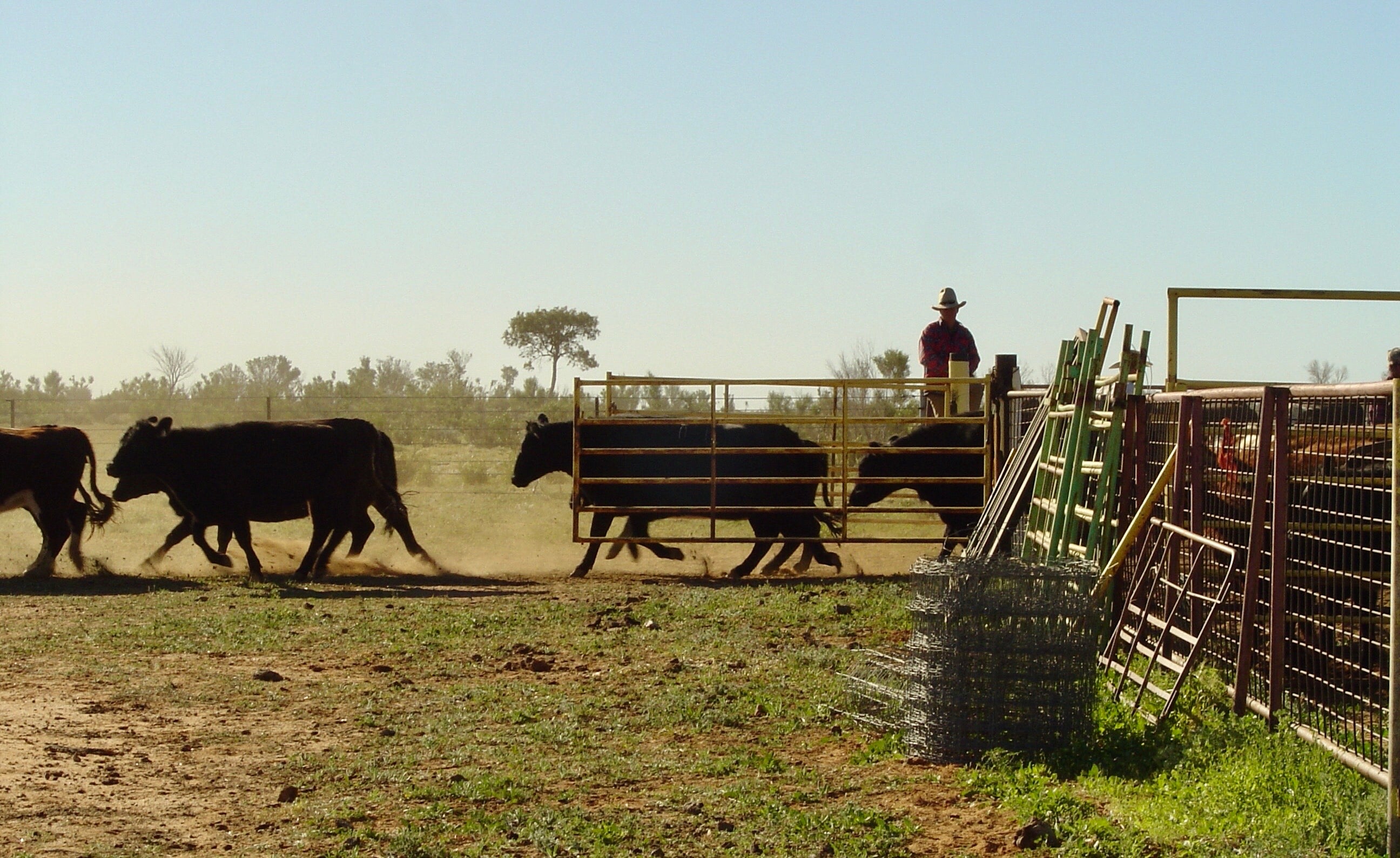 Kembla Station – STOCKMAN N CO